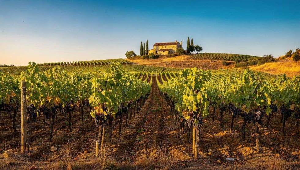 Le merlot décrypté : guide du cépage incontournable